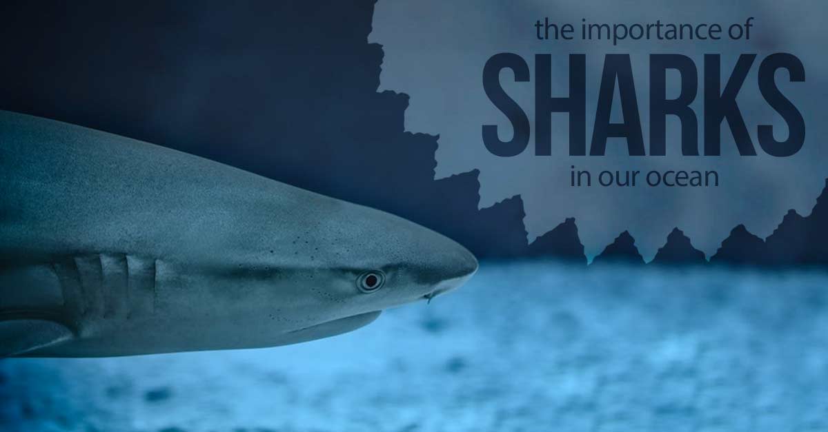 The Importance of Sharks in our Oceans - Diving With Doug